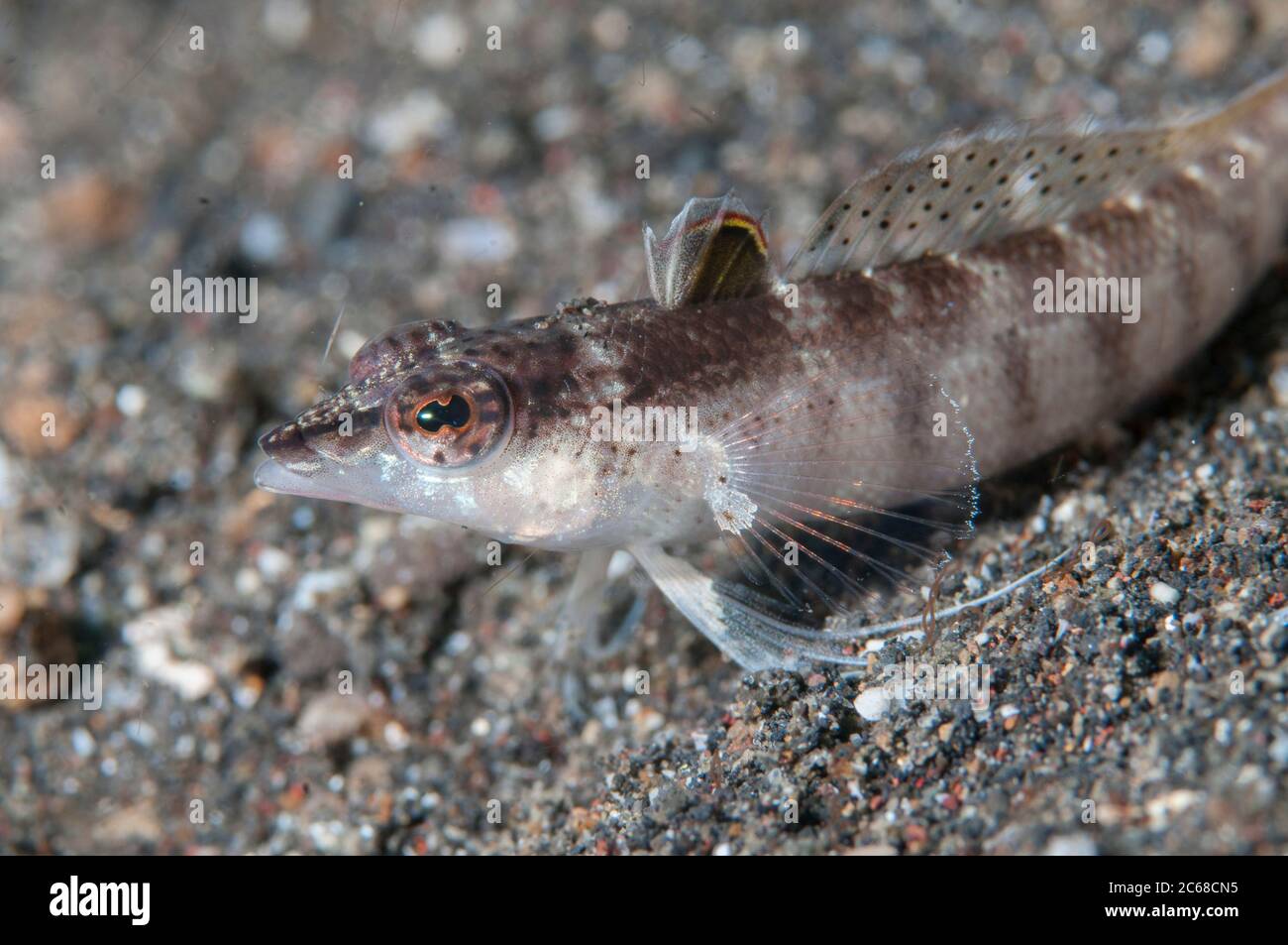 Nosestripe Sandperch, Parapercis lineopunctata, Aer Prang dive site ...