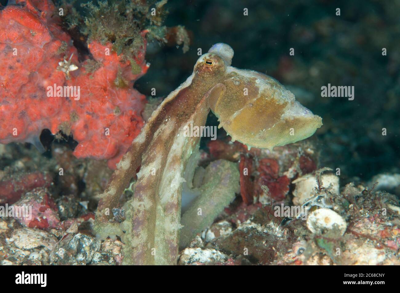 Algae Octopus, Abdopus aculeatus, Pantai Parigi dive site, Lembeh ...