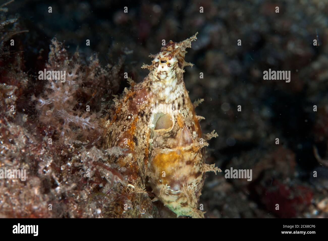 Algae Octopus, Abdopus aculeatus, Pantai Parigi dive site, Lembeh ...