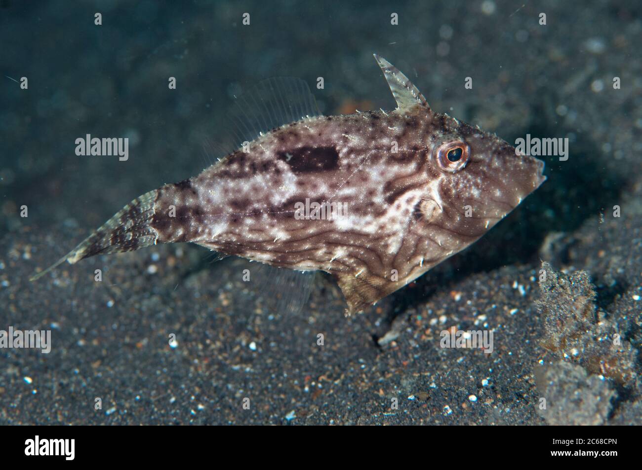Seagrass Filefish, Acreichthys tomentosus, TK3 dive site, Lembeh ...