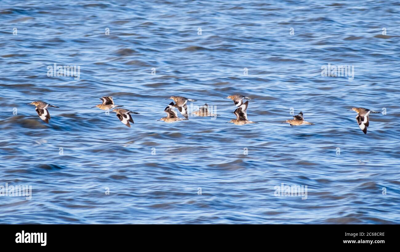 A flock of Willet birds (Tringa semipalmata) birds flying over the ...