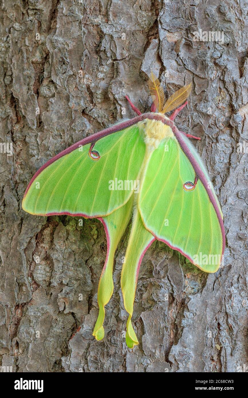Luna moth hi-res stock photography and images - Alamy