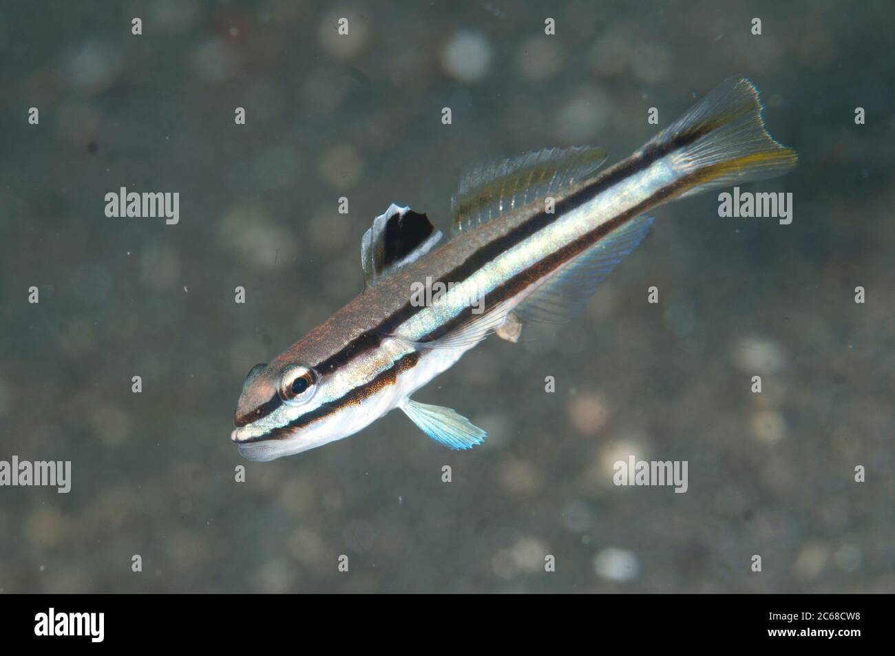 Valenciennea bella hi-res stock photography and images - Alamy