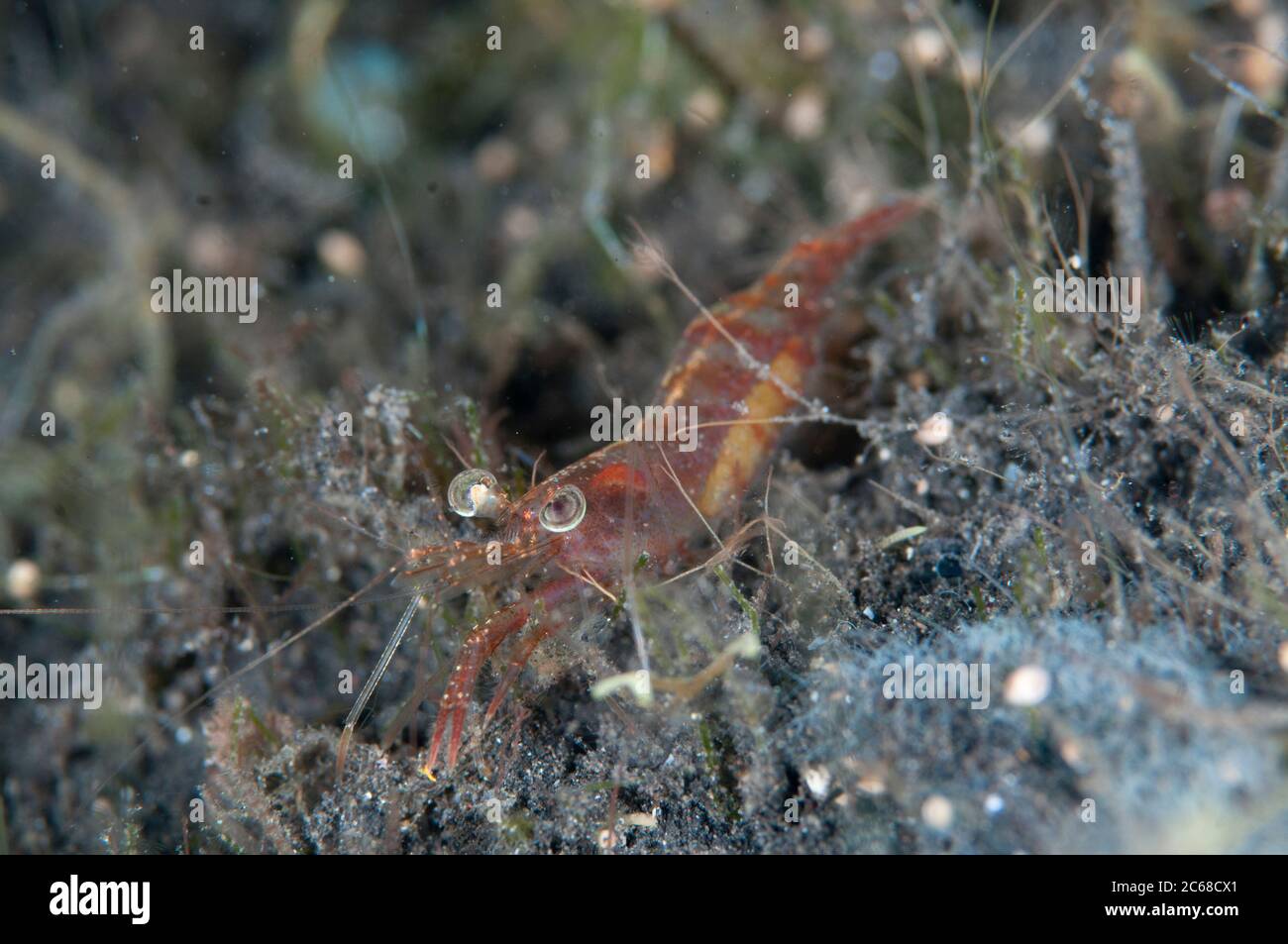 Processidae hi-res stock photography and images - Alamy