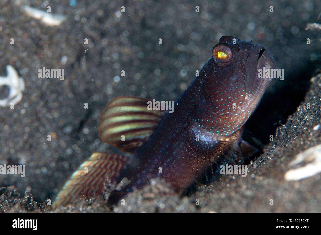 Black Shrimpgoby, Cryptocentrus sp, Hei Nus dive site, Lembeh Straits ...