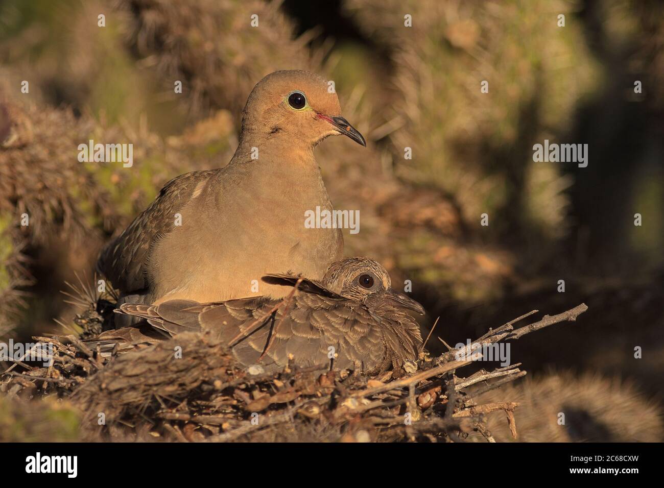 Mourning Dove Baby