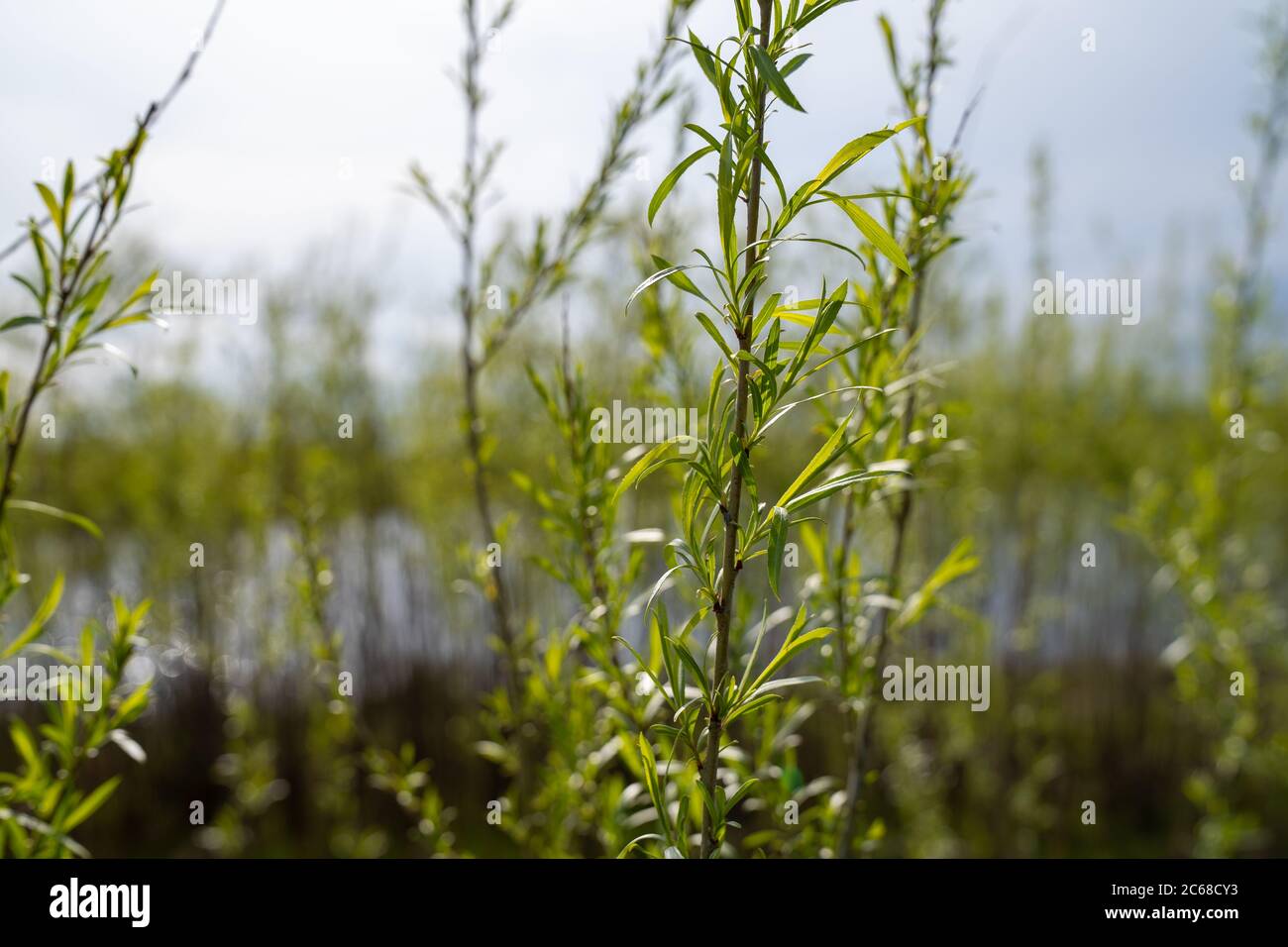 Sandbar willow salix interior hi-res stock photography and images - Alamy