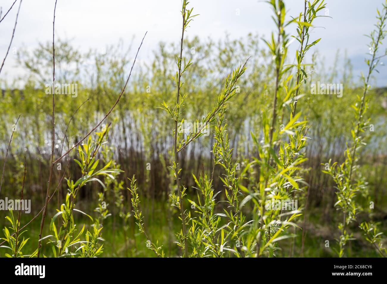 Sandbar Willows (also known as a ditchbank willow or Coyote Willow) in ...