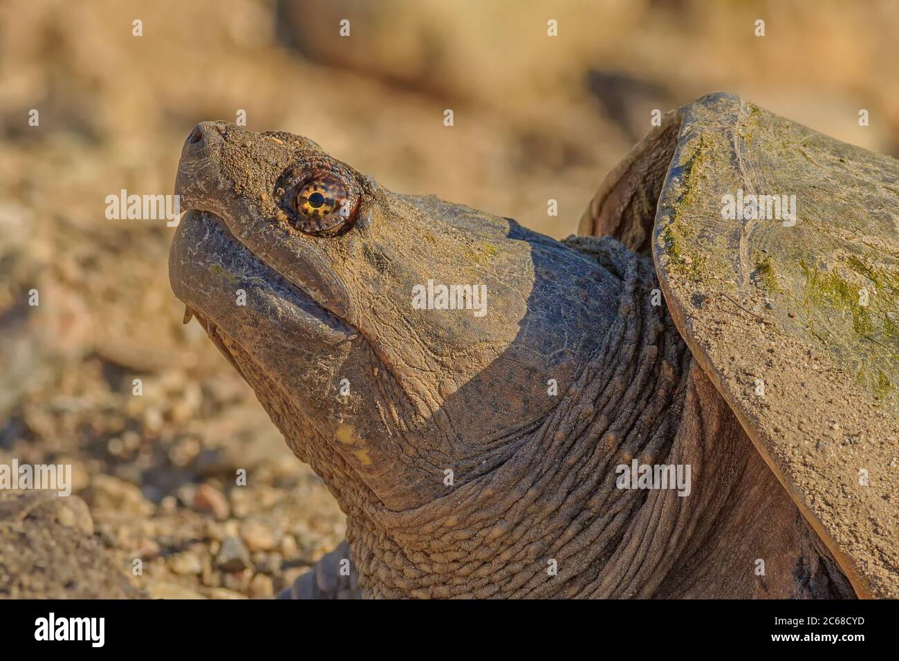 A portrait of an adult Common Snapping Turtle Stock Photo - Alamy