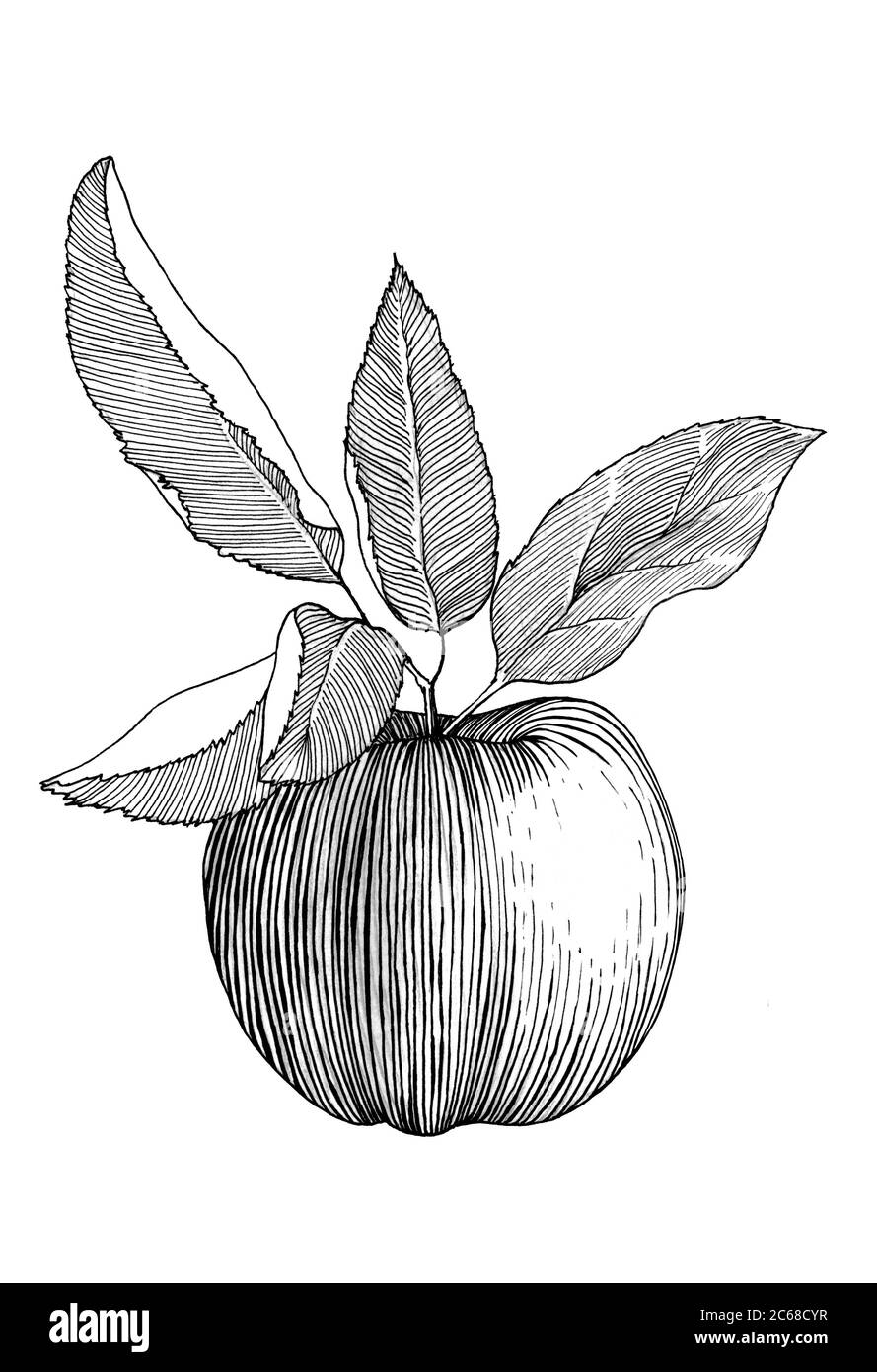 hand drawn illustration of an apple with leaves Stock Photo - Alamy