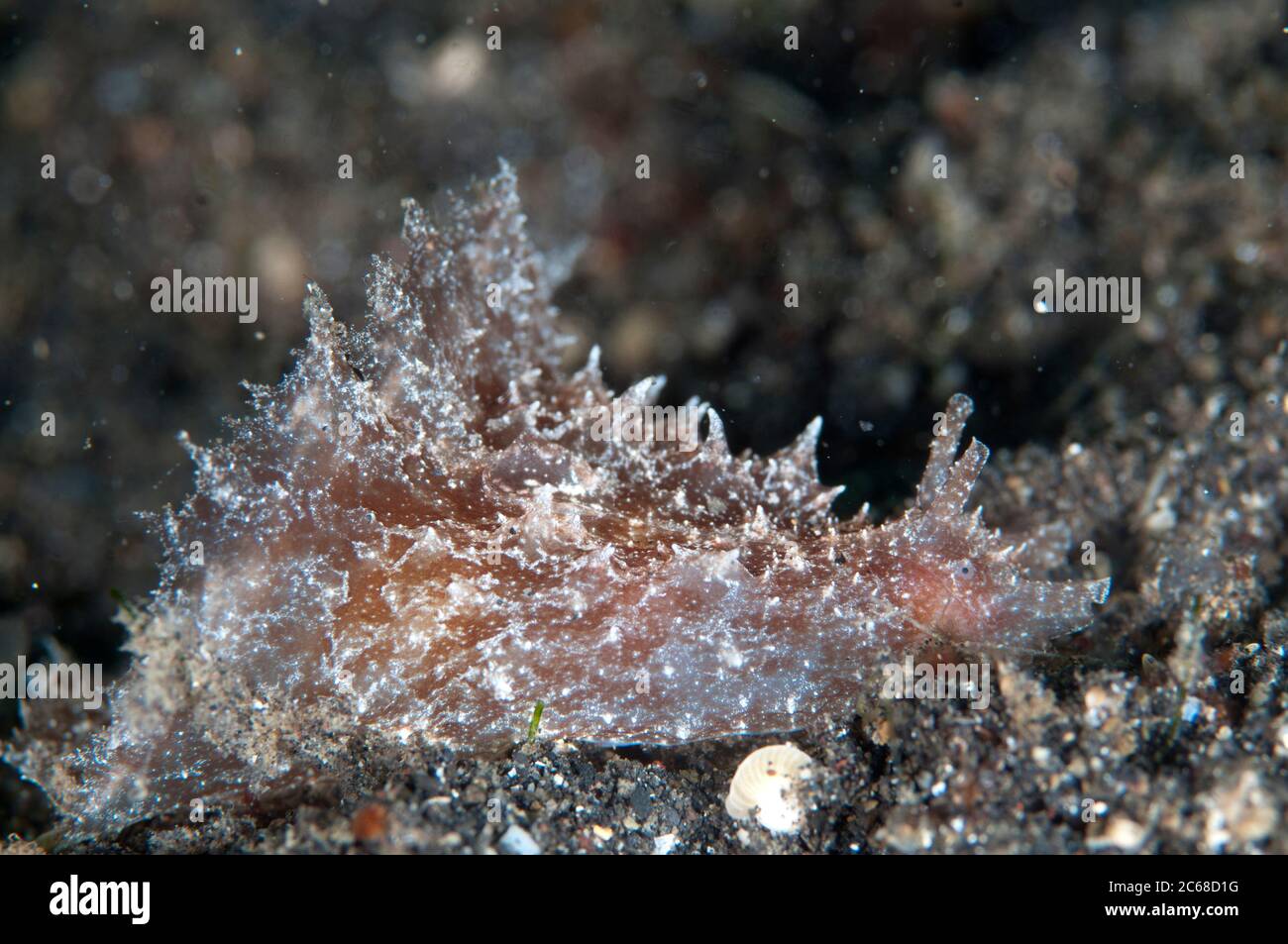 Wedge sea hare hi-res stock photography and images - Alamy