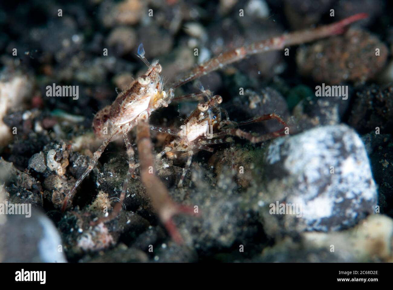 Pair of mating Squat Lobsters, Galathea sp, Jadi-Jadi dive site, Lembeh ...