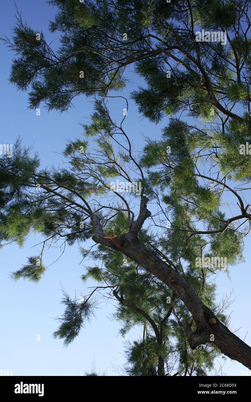 Beach tree in blue sky summer background plakias crete covid-19 season ...