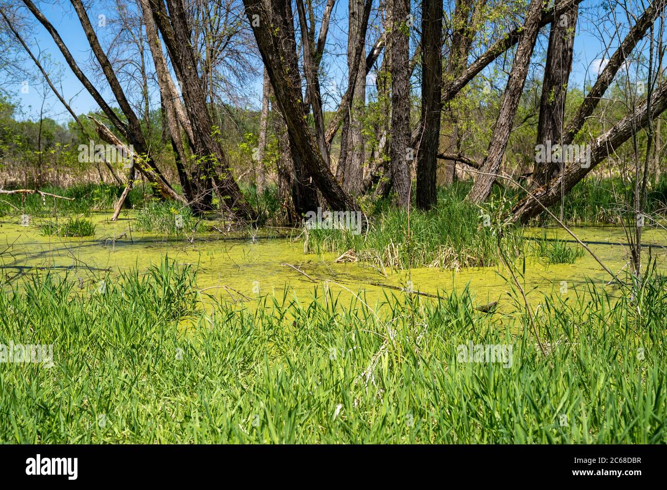 Trees in a swamp with pond scum and algae in Clifton E French Regional ...