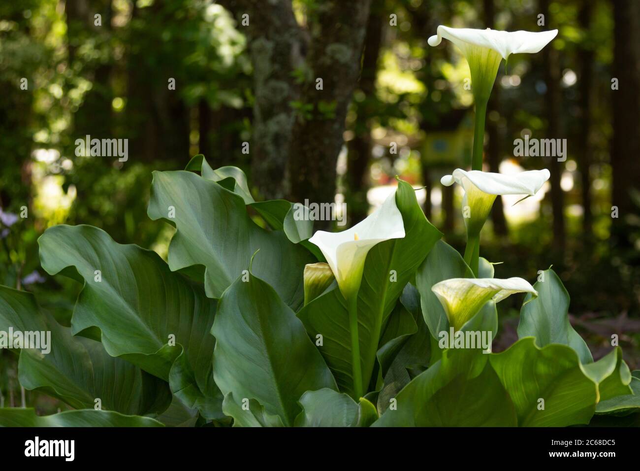 Canna flower white hi-res stock photography and images - Alamy