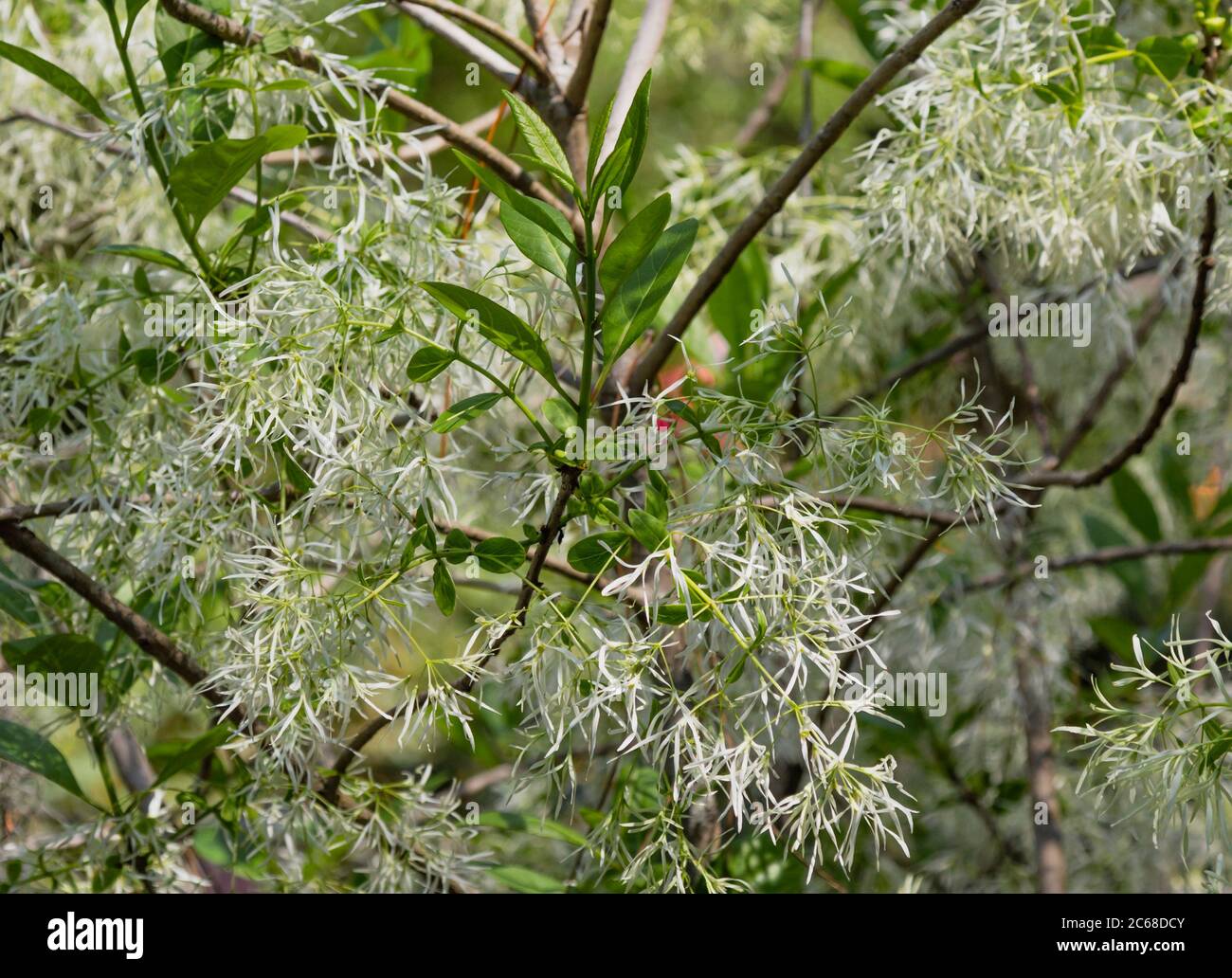 Witch hazel plant hi-res stock photography and images - Alamy