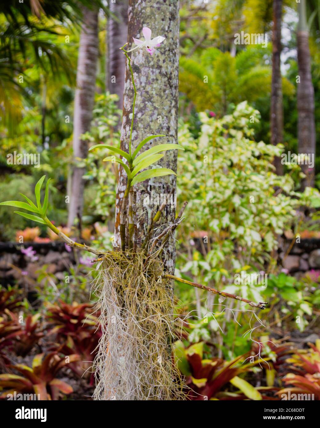 Wild orchid growing on a tree trunk in a tropical landscape. Bromeliads ...