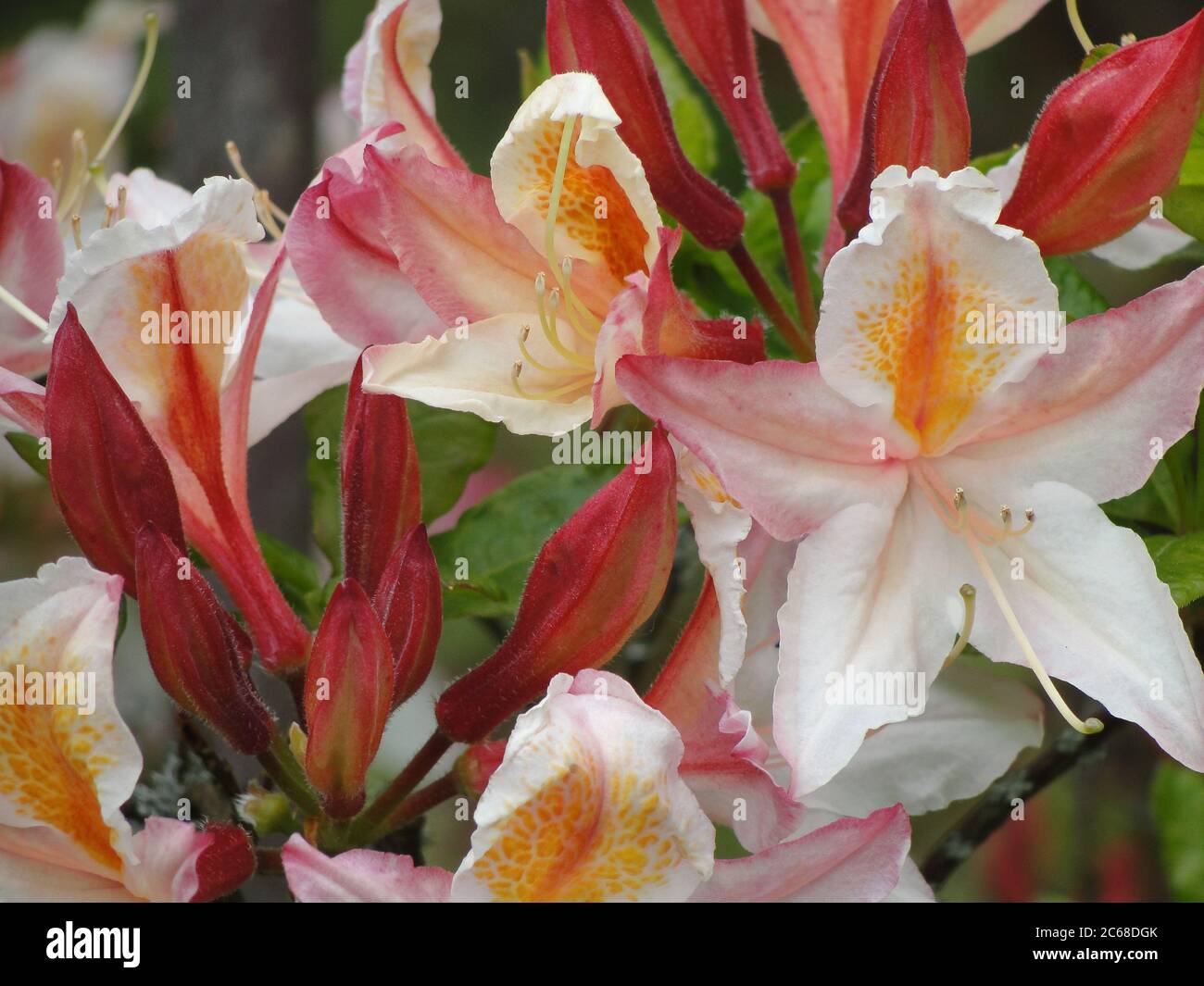 Peach colored rhododendron hi-res stock photography and images - Alamy