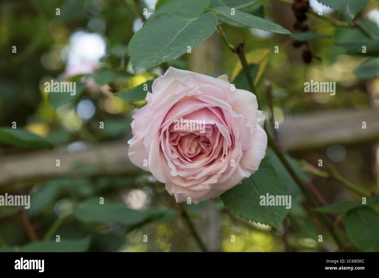 Rose ‘queen of sweden’ hi-res stock photography and images - Alamy