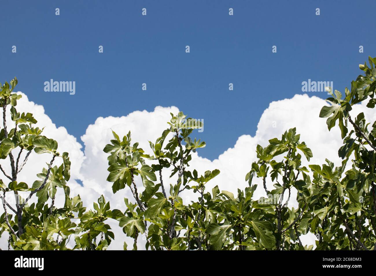 Close up fig tree under hi-res stock photography and images - Alamy