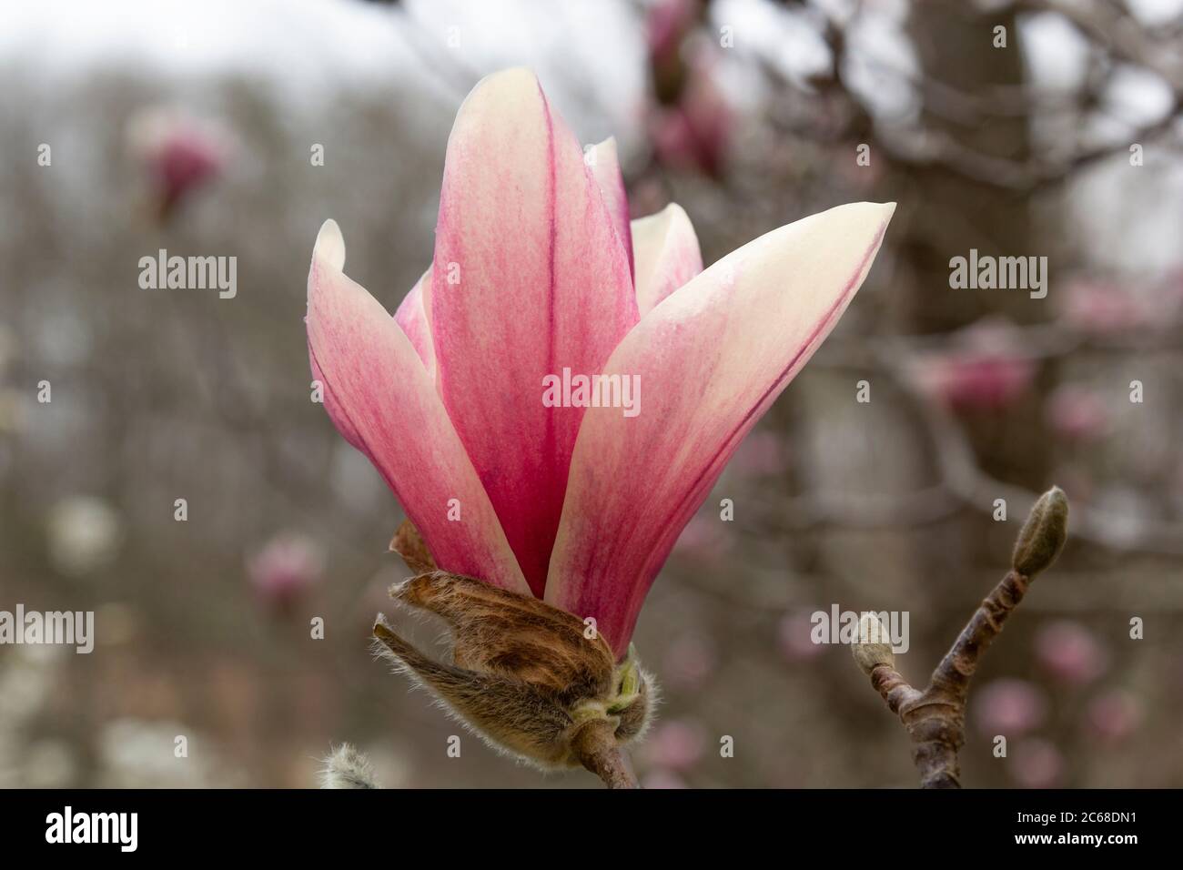 Saucer magnolia tree hi-res stock photography and images - Alamy