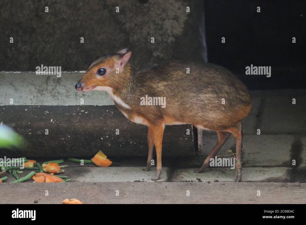 Tragulus Javanicus High Resolution Stock Photography and Images - Alamy