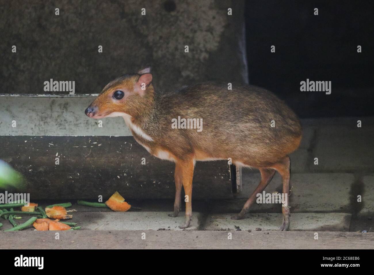 Mouse Deer Size