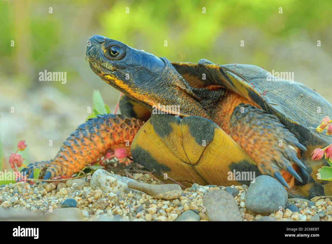 Wood turtle hi-res stock photography and images - Alamy