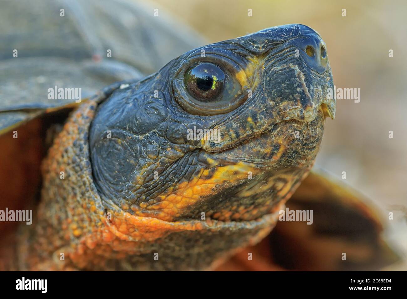 Wood turtle hi-res stock photography and images - Alamy