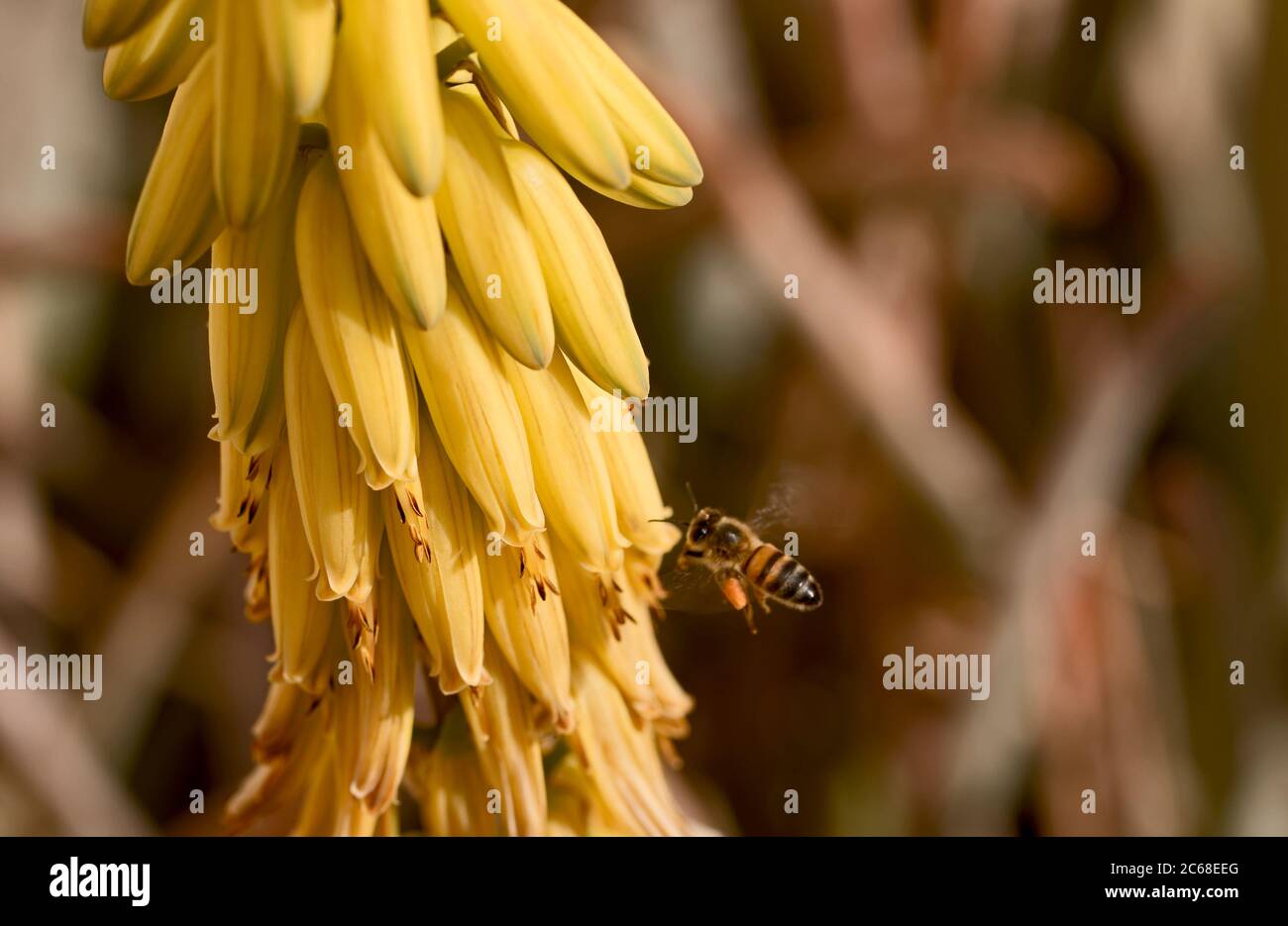 Bee on yellow aloe hi-res stock photography and images - Alamy