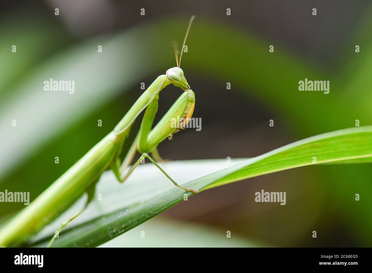 Green grasshopper / Female european Mantis or Praying Mantis religiosa ...