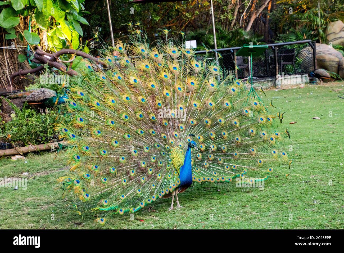 A beautiful blue peacock is dancing to attract its partner Stock Photo ...