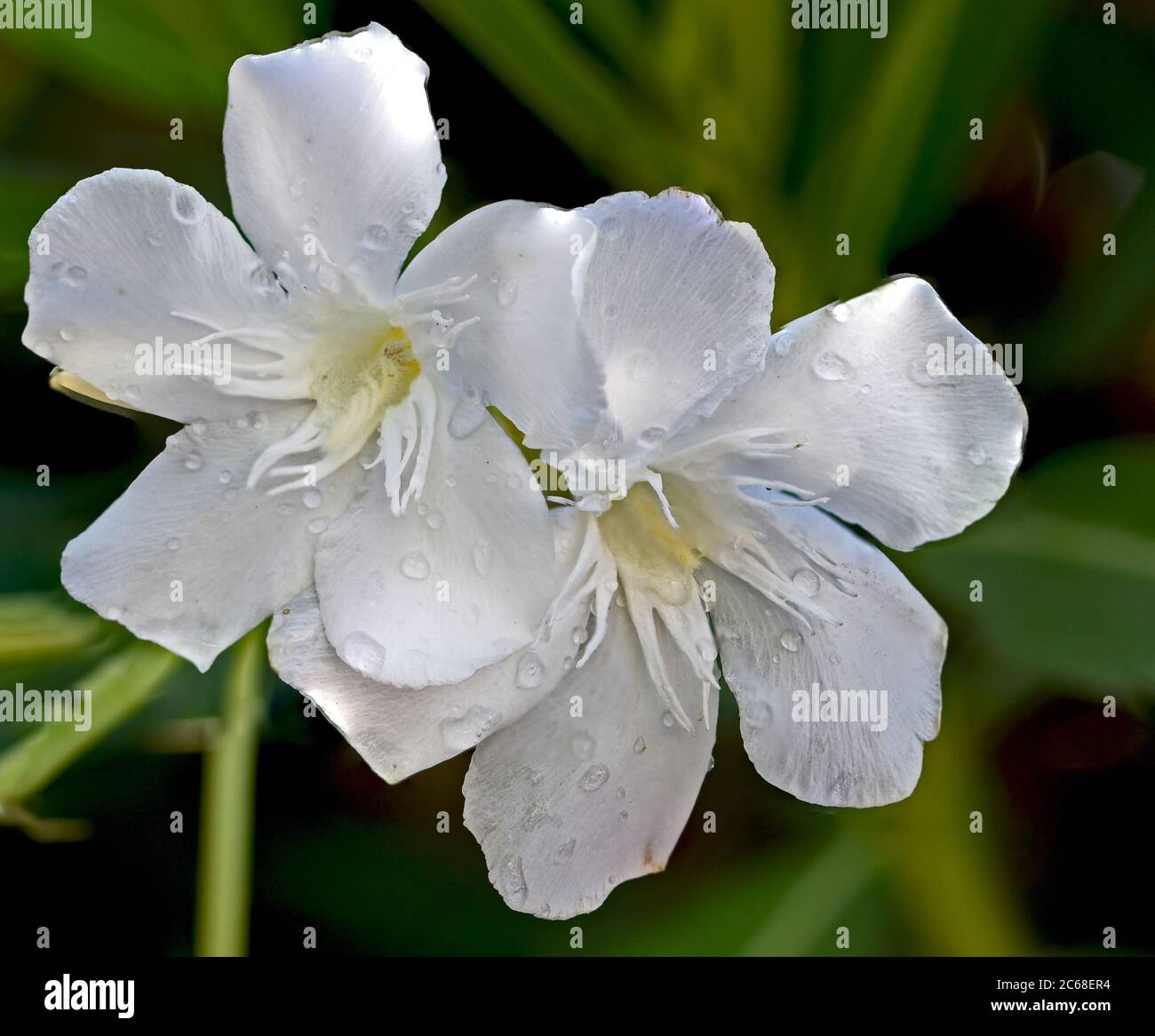 Beautiful desert flowers, white oleander Stock Photo - Alamy