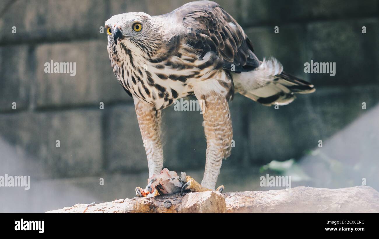 The changeable hawk-eagle or crested hawk-eagle (Nisaetus cirrhatus ...