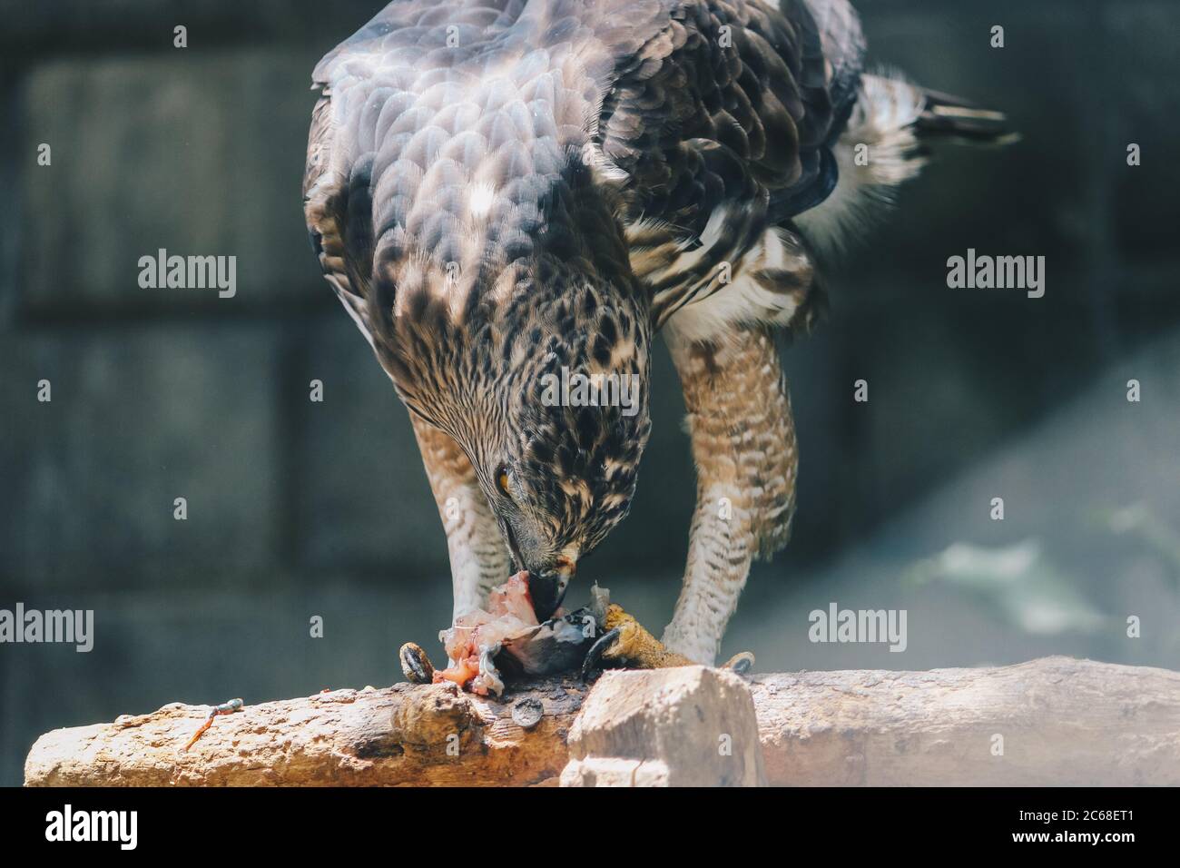 The changeable hawk-eagle or crested hawk-eagle (Nisaetus cirrhatus ...