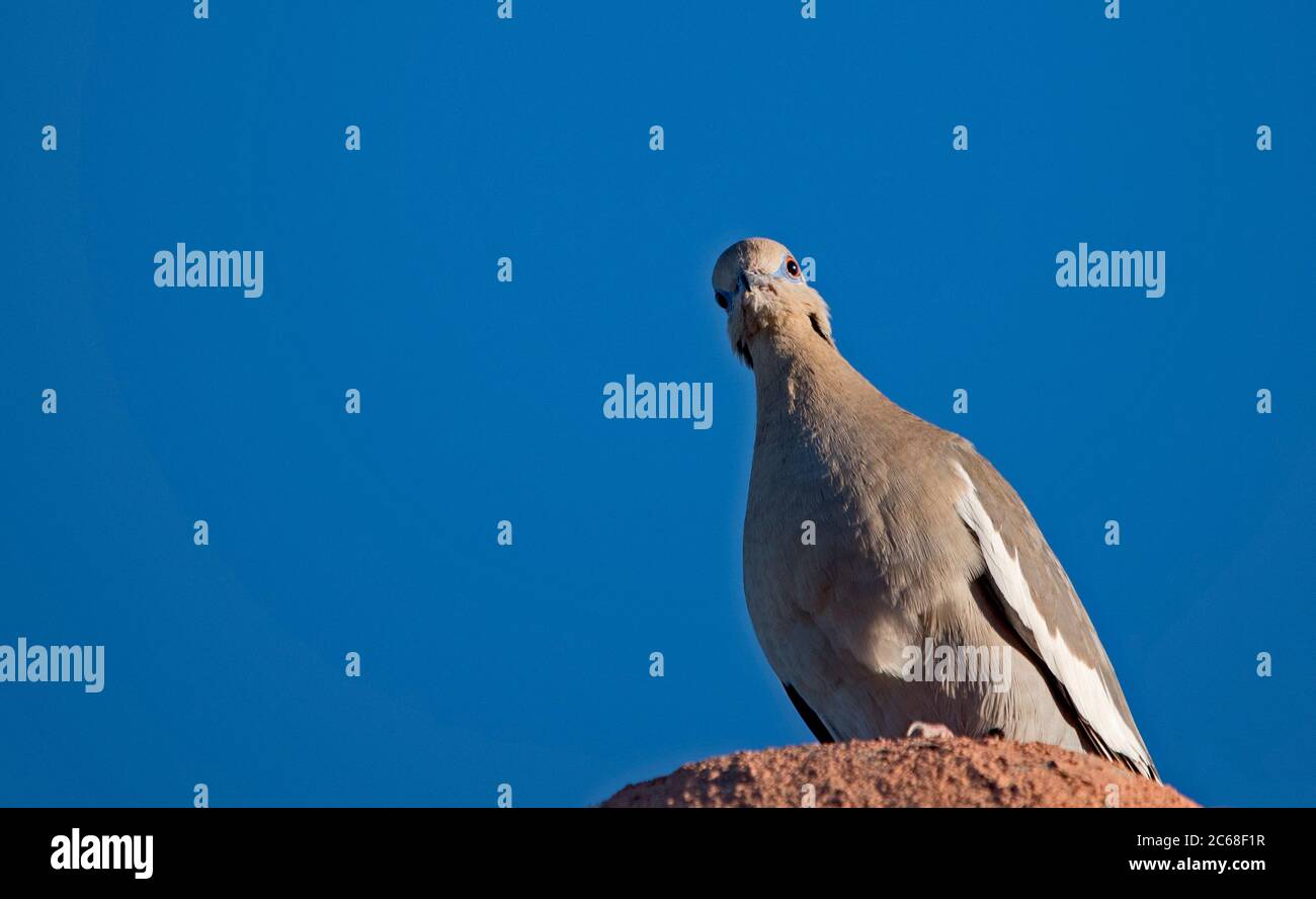 Dove looking straight to camera Stock Photo - Alamy