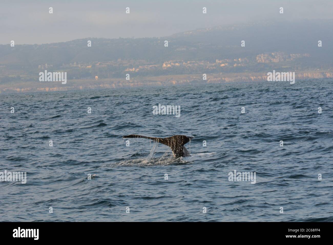 Whale viewing in pacific ocean, tail out Stock Photo - Alamy