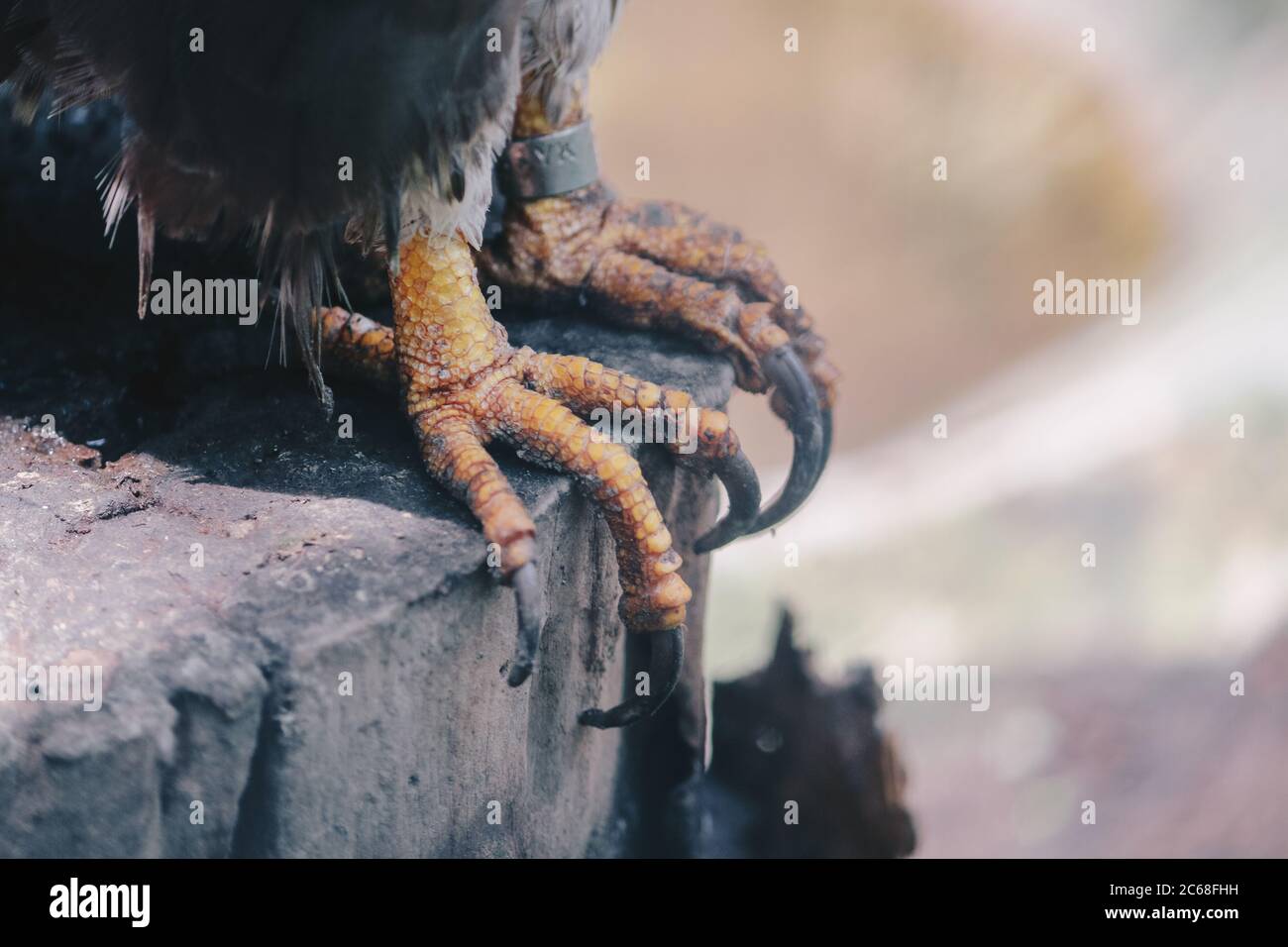 Close up claw of Oriental honey buzzard (Pernis ptilorhynchus), bird of ...
