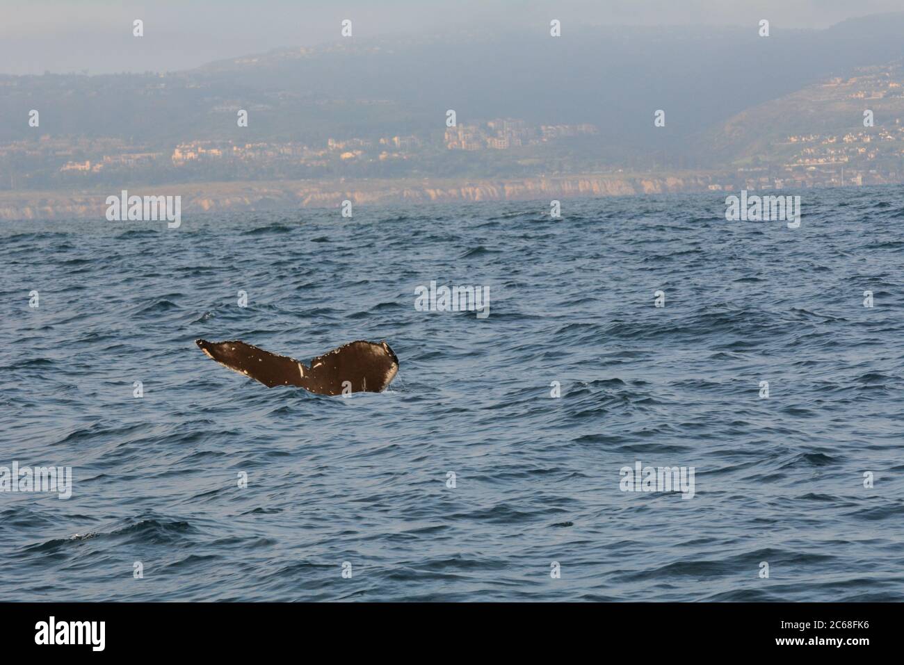 Whale viewing in pacific ocean, tail out Stock Photo - Alamy