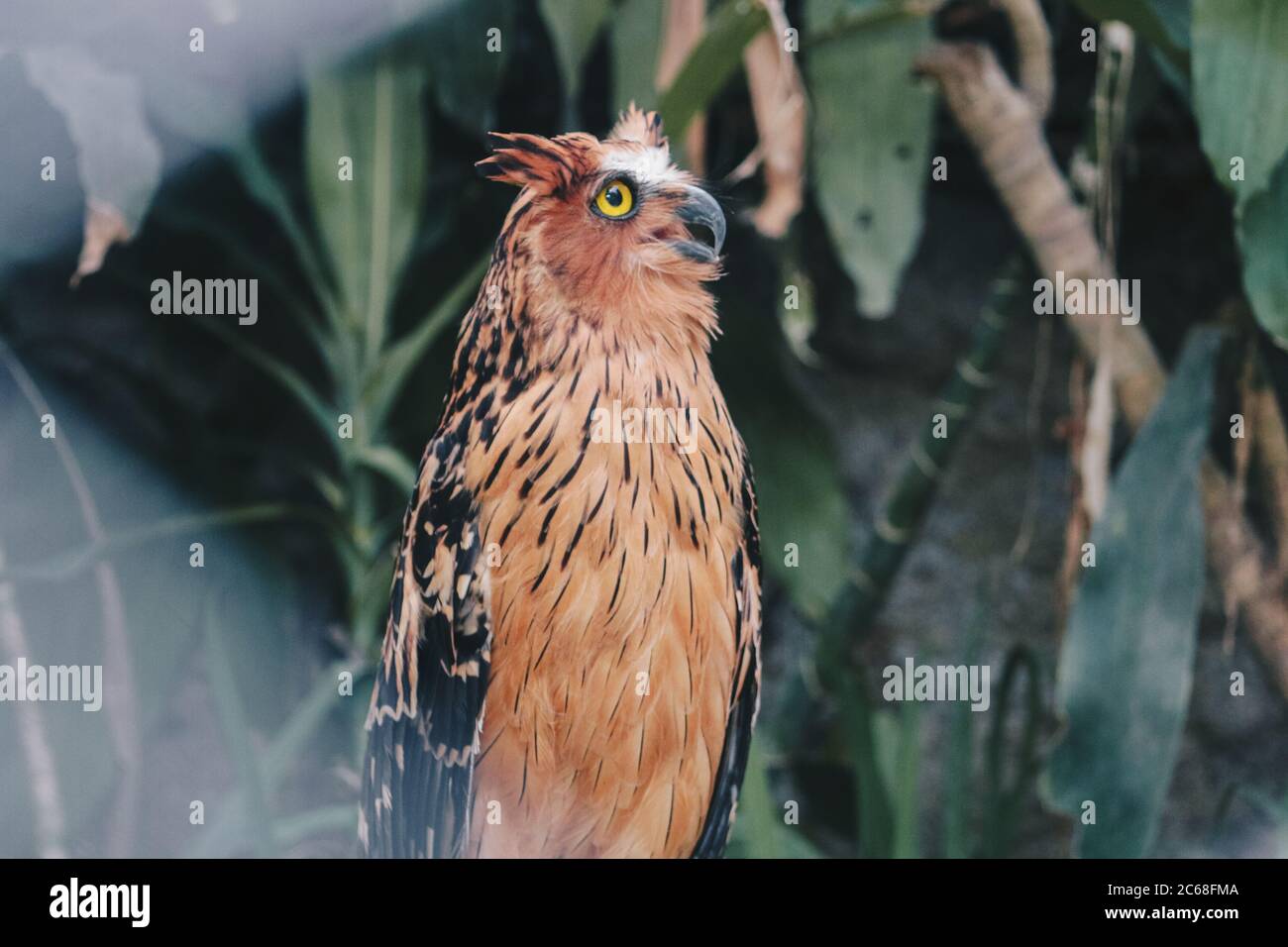 Buffy fish owl (Ketupa ketupu) also called the Malay fish owl Stock ...