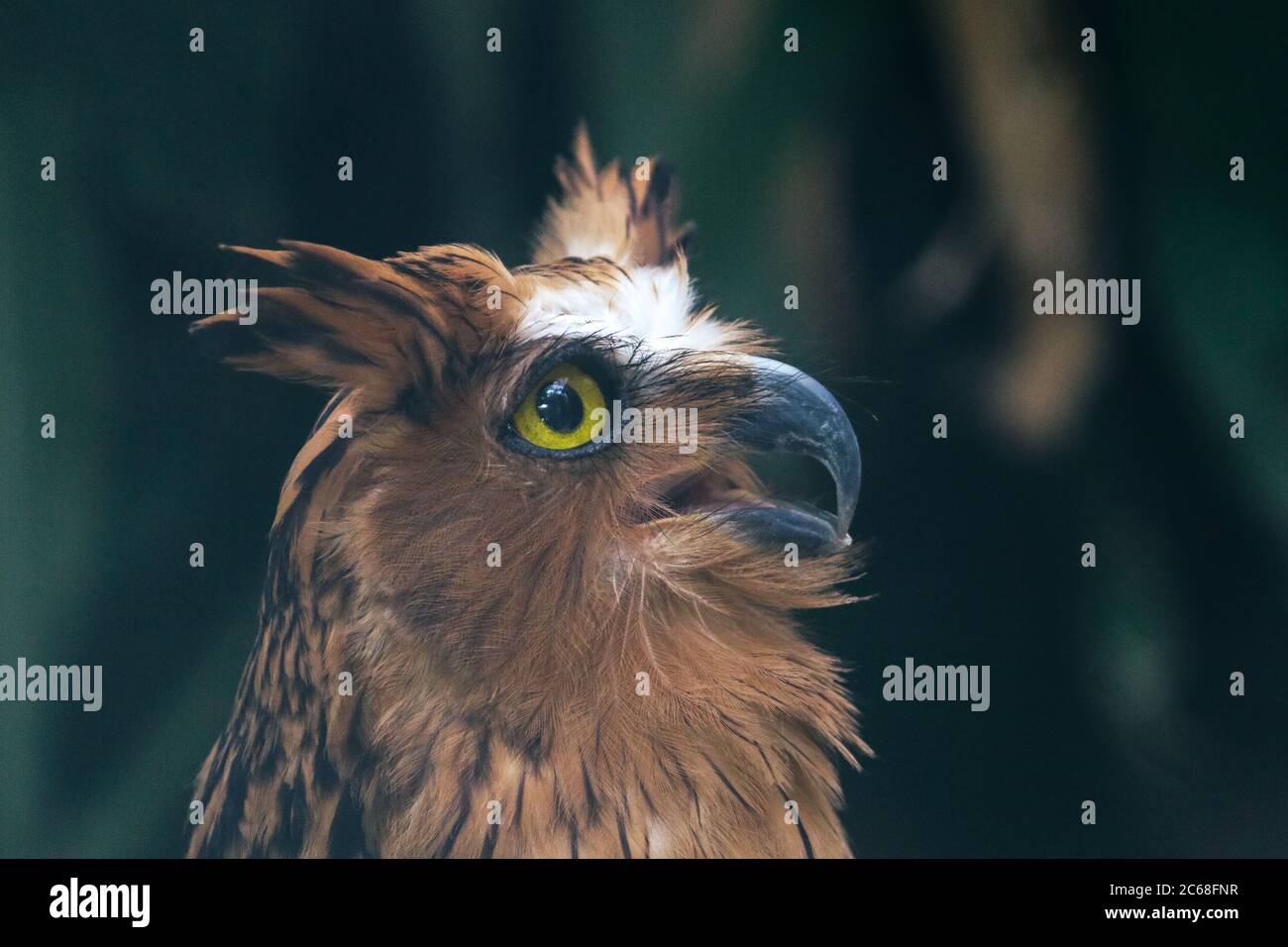 Buffy fish owl (Ketupa ketupu) also called the Malay fish owl Stock ...