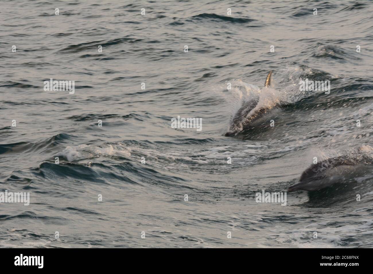 Dolphins in pacific ocean hi-res stock photography and images - Alamy