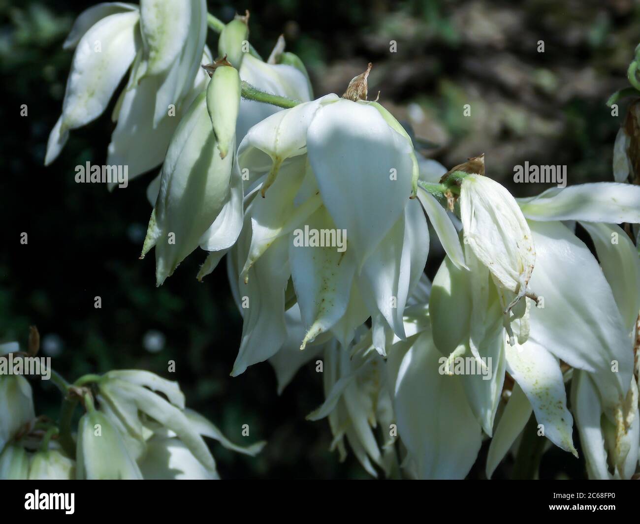 Needle Flower High Resolution Stock Photography and Images - Alamy