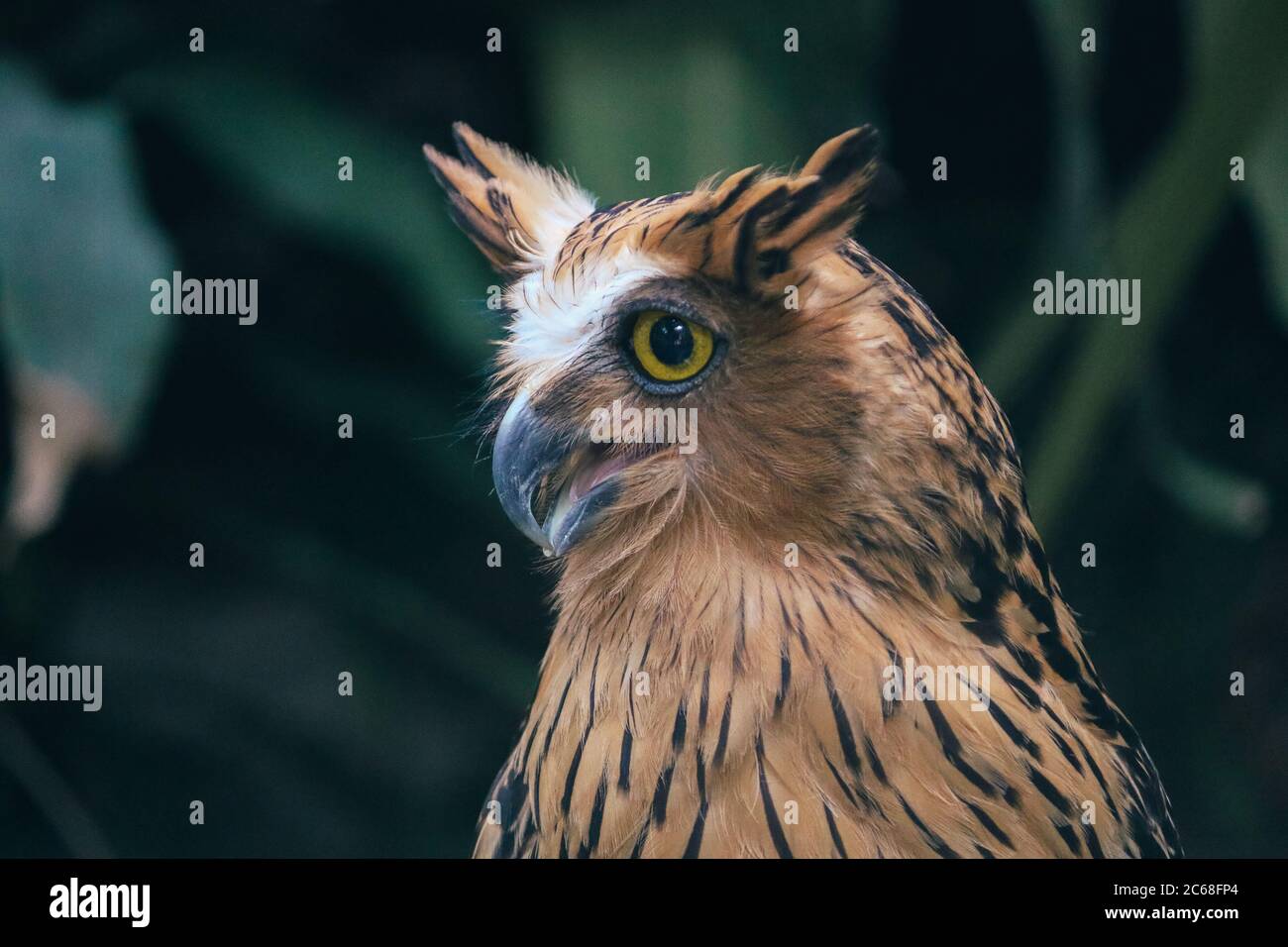 Buffy fish owl (Ketupa ketupu) also called the Malay fish owl Stock ...