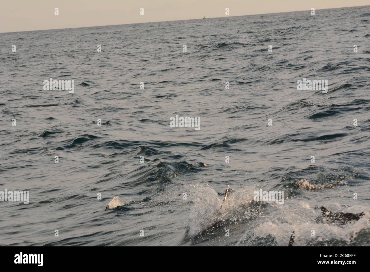 Dolphins swimming in pacific ocean Stock Photo - Alamy