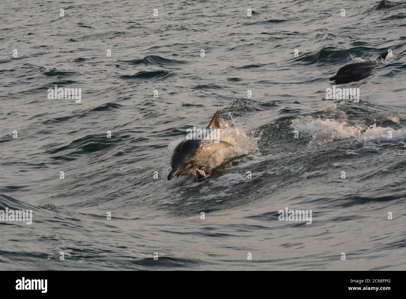 Dolphins swimming in pacific ocean Stock Photo - Alamy