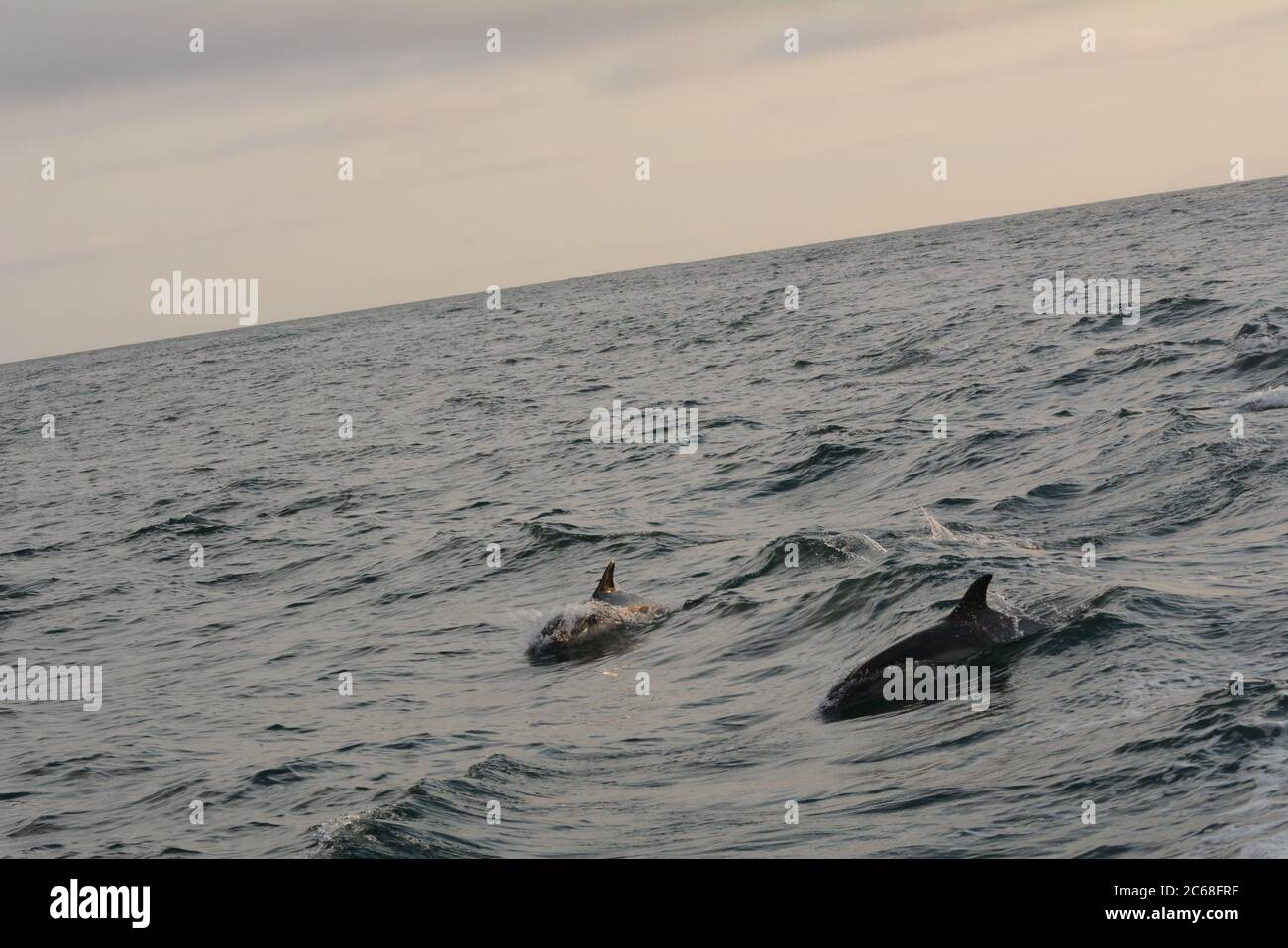 Dolphins swimming in pacific ocean Stock Photo - Alamy