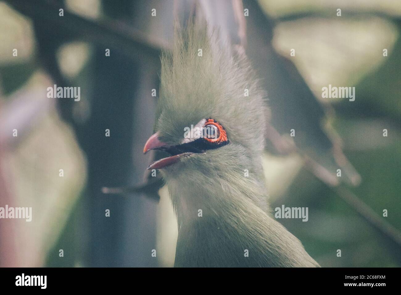 Tauraco persa hi-res stock photography and images - Alamy