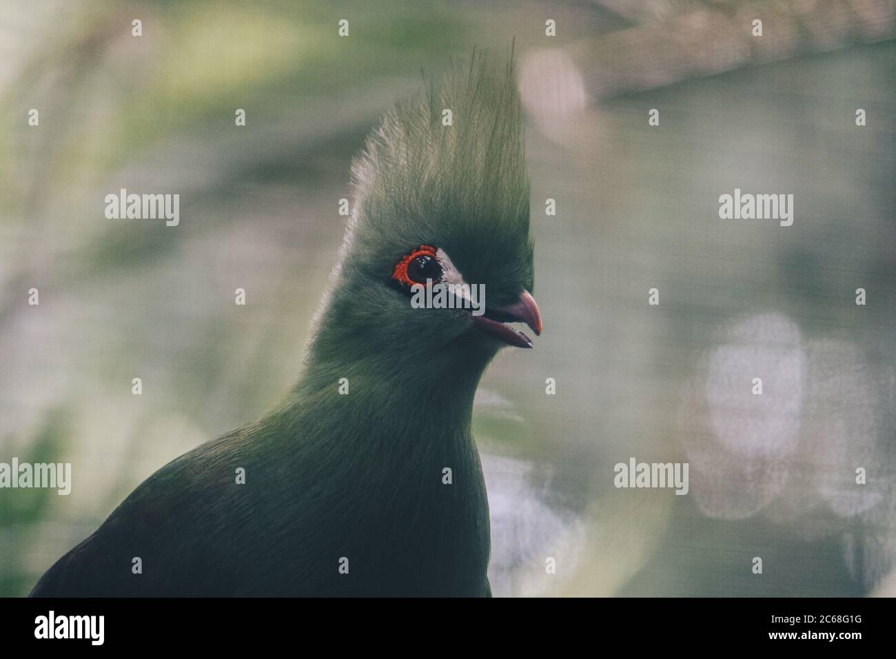 Guinea turaco also known as green turaco hi-res stock photography and ...