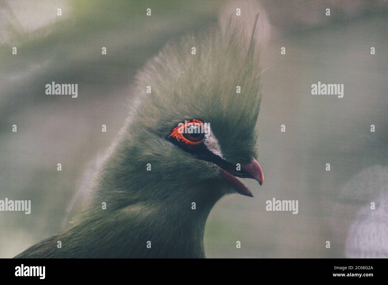 Guinea turaco also known as green turaco hi-res stock photography and ...